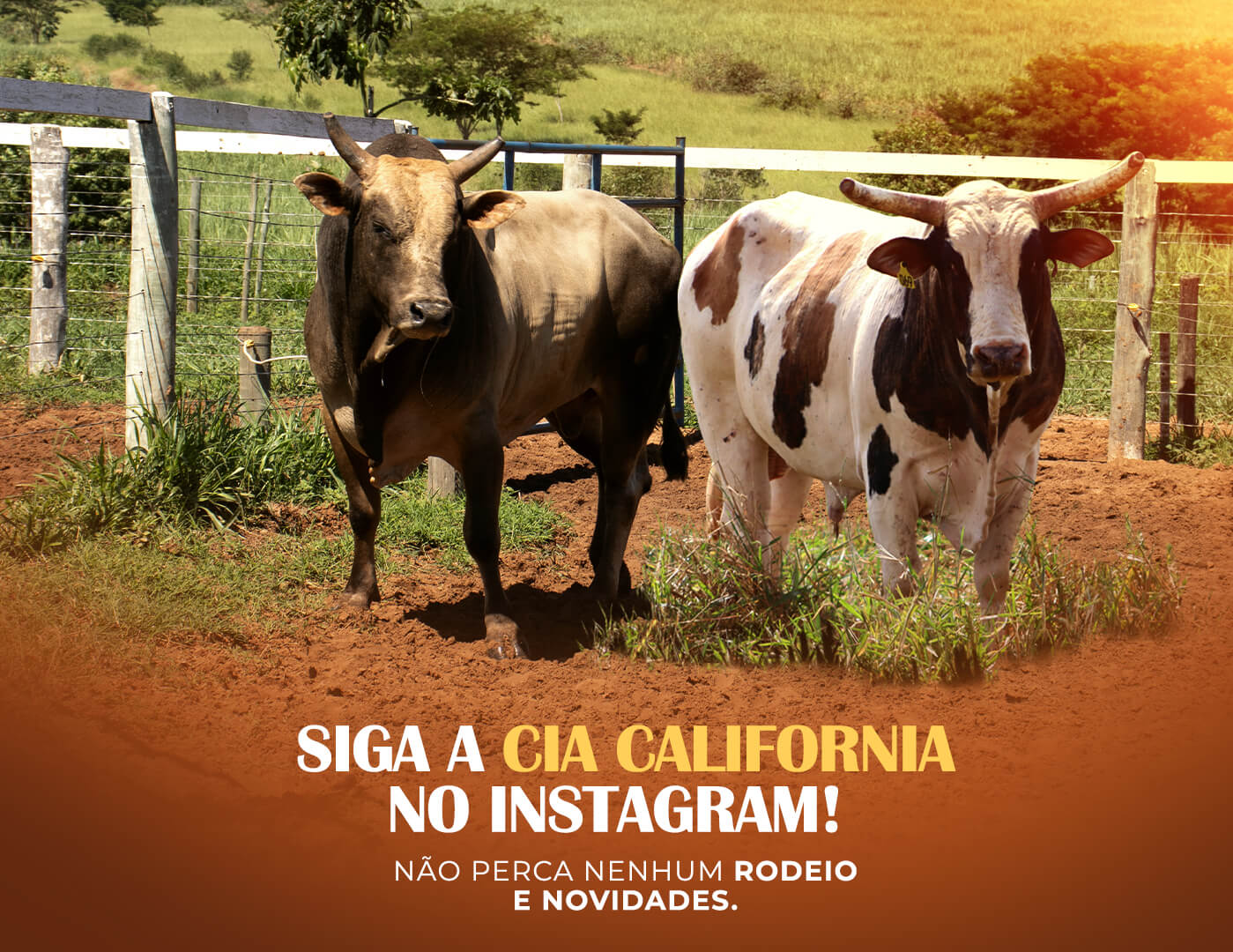 card 01 – Cia California